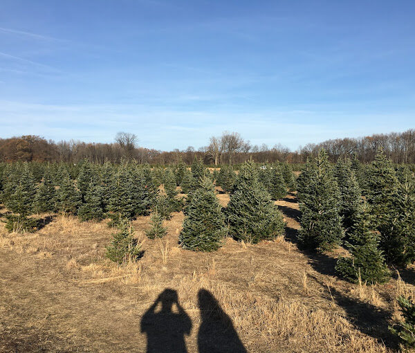 Our Property - Matthes Tree Farm in Ida, MI
